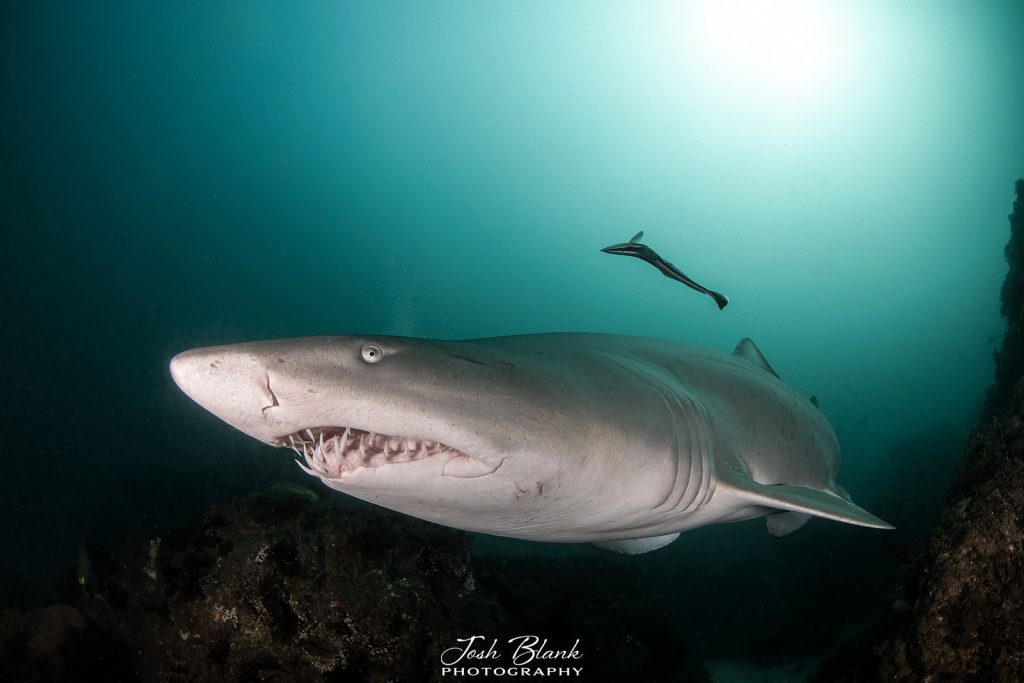 8 Best Places for Photographing Marine Megafauna - Nature TTL