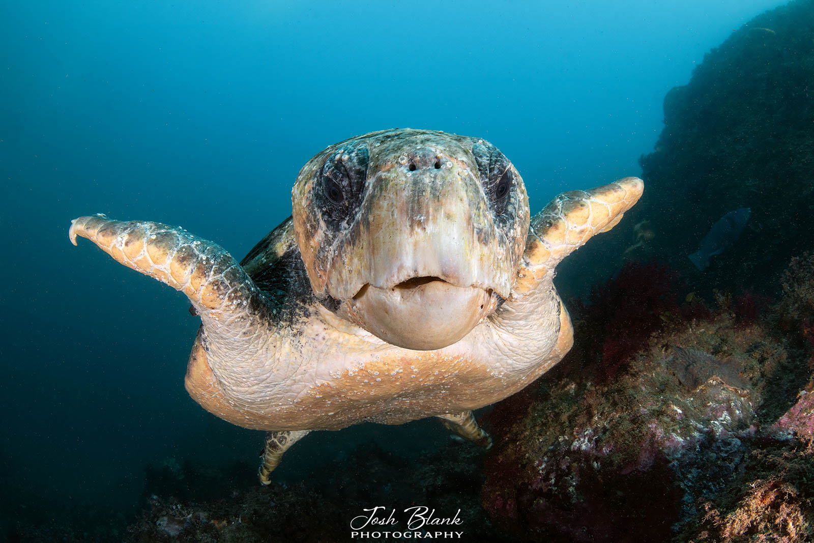 8 Best Places for Photographing Marine Megafauna - Nature TTL