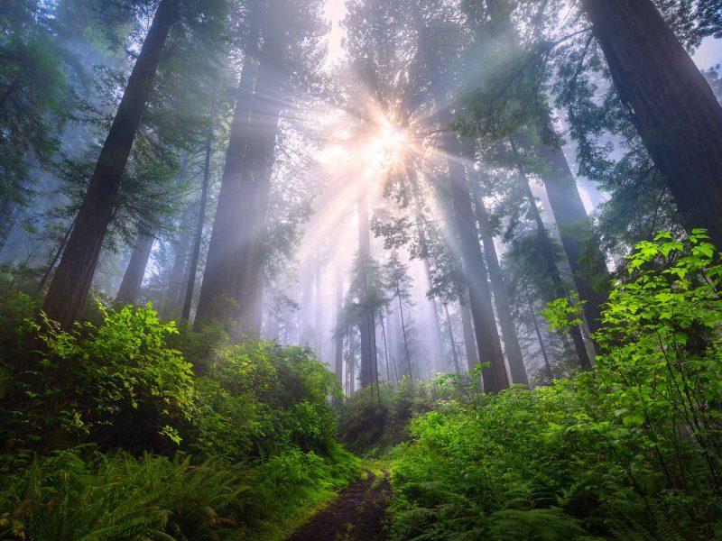 The Ultimate Guide to Wildlife Photography on a Budget - Nature TTL