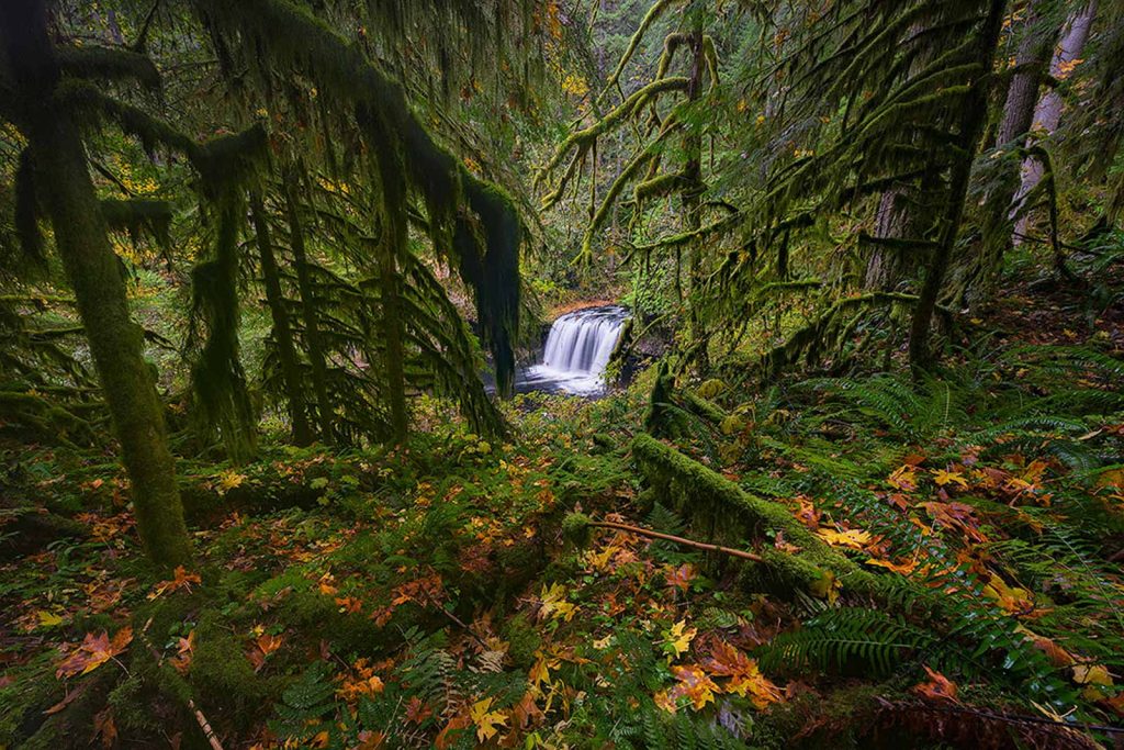 8 Ways to Improve Your Forest Photography - Nature TTL