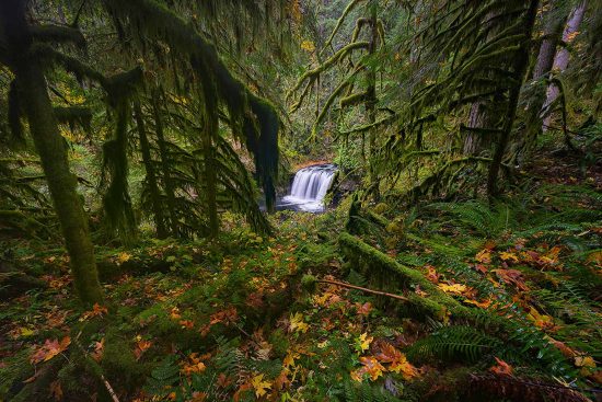 8 Ways to Improve Your Forest Photography - Nature TTL