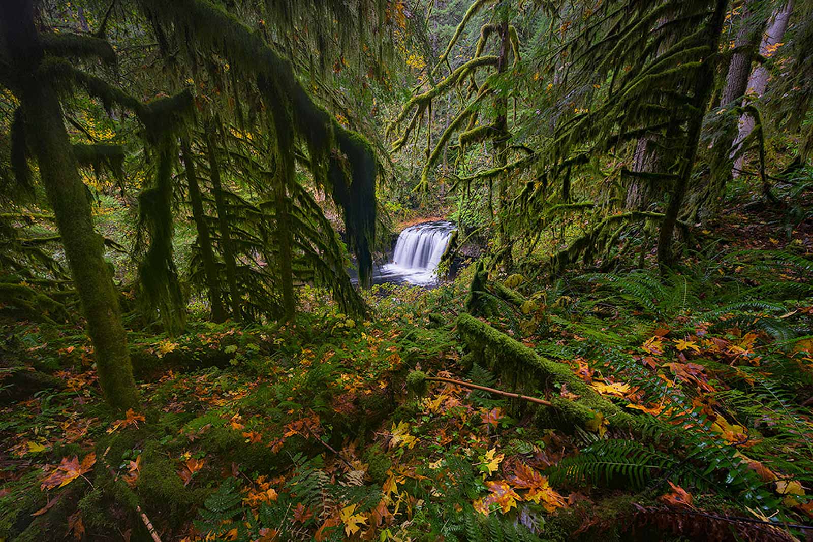 8 Ways to Improve Your Forest Photography - Nature TTL