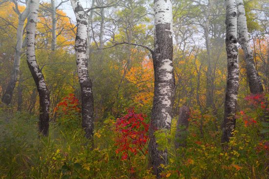 8 Ways to Improve Your Forest Photography - Nature TTL