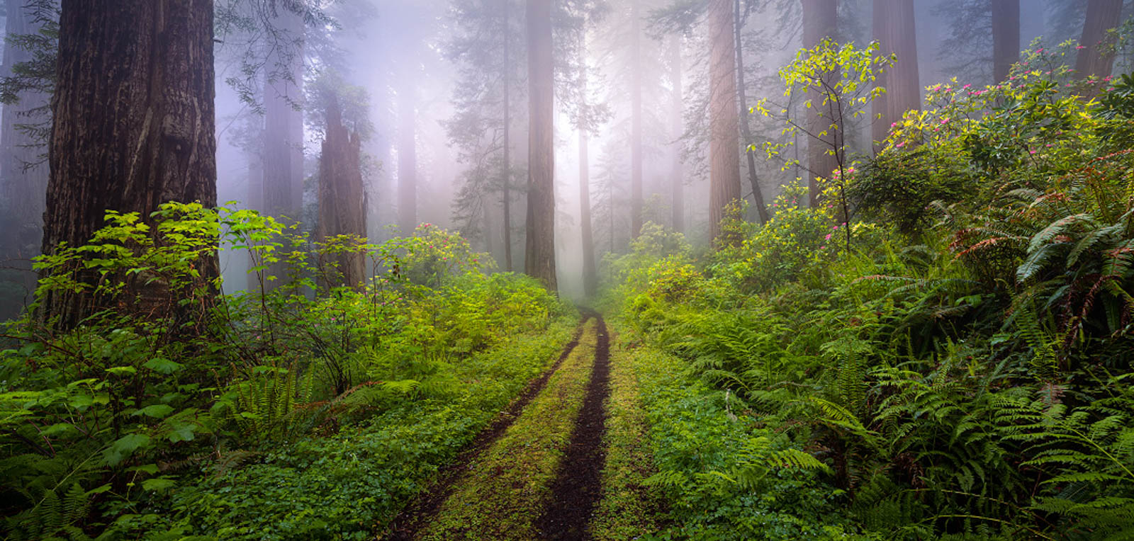 8 Ways to Improve Your Forest Photography - Nature TTL