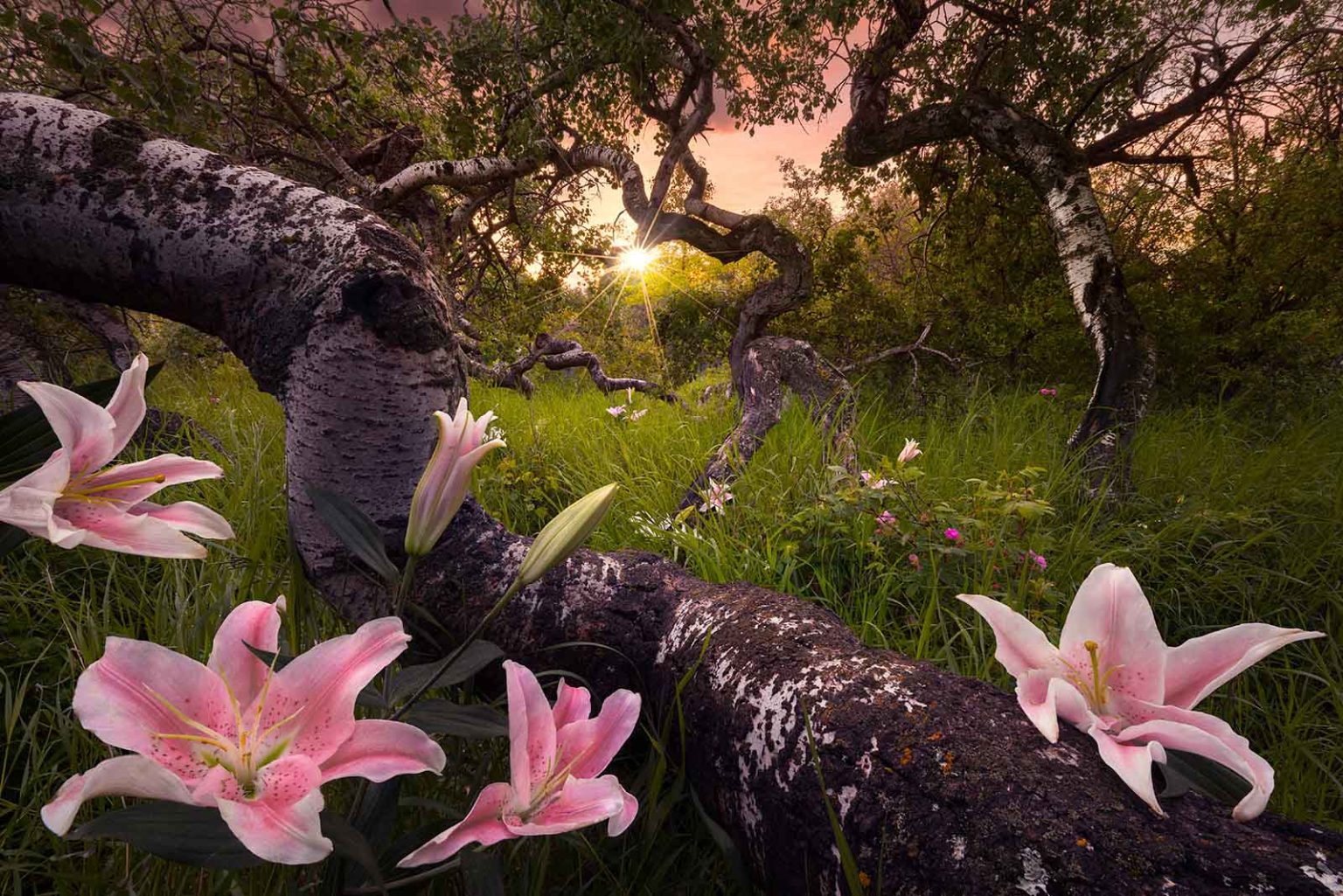 8 Ways to Improve Your Forest Photography - Nature TTL