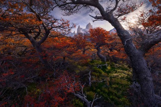 8 Ways to Improve Your Forest Photography - Nature TTL