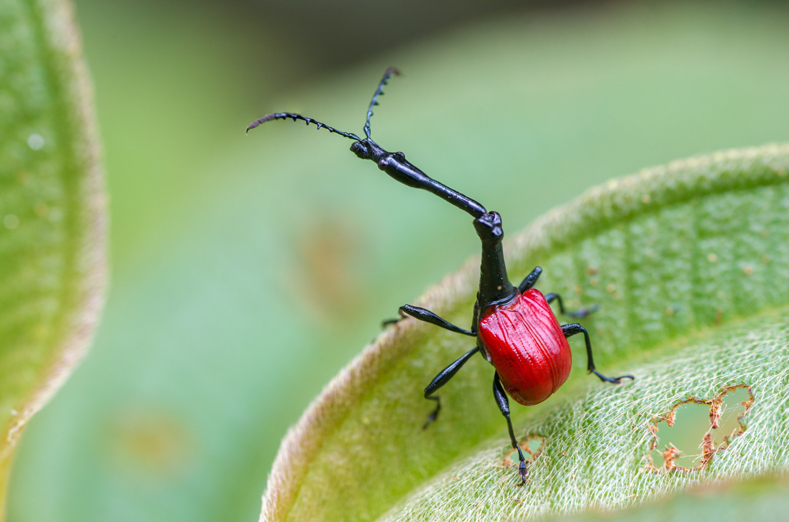 How to Plan a Photography Trip to Madagascar - Nature TTL