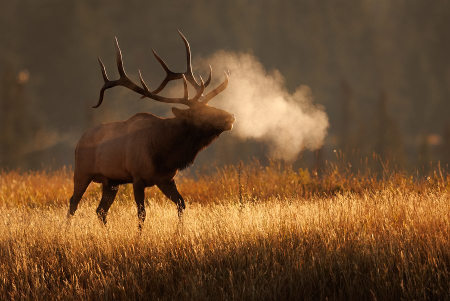 National Parks in North America: A Photographer's Guide - Nature TTL