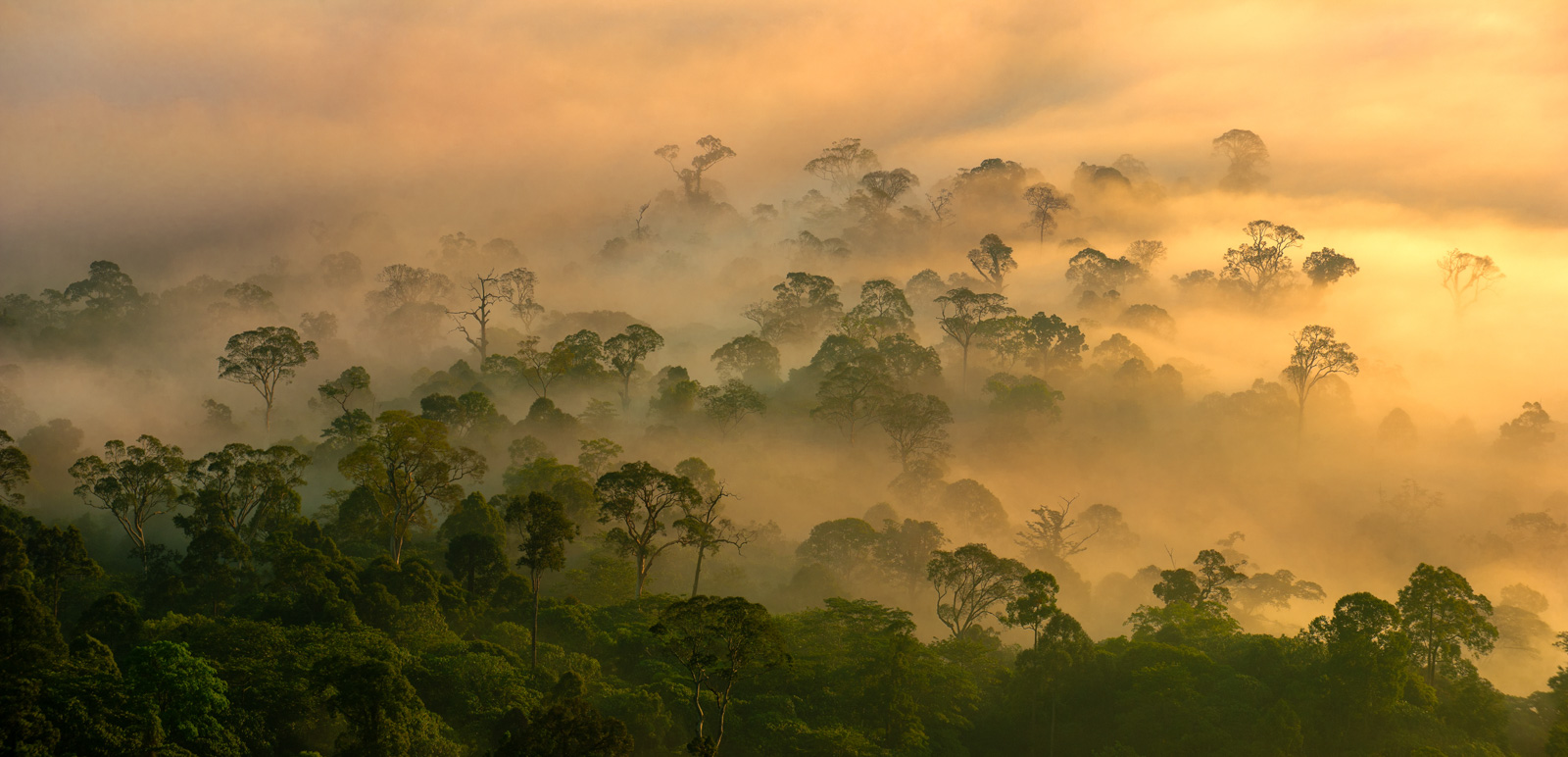 Rainforest Photography: A Guide to Lighting - Nature TTL
