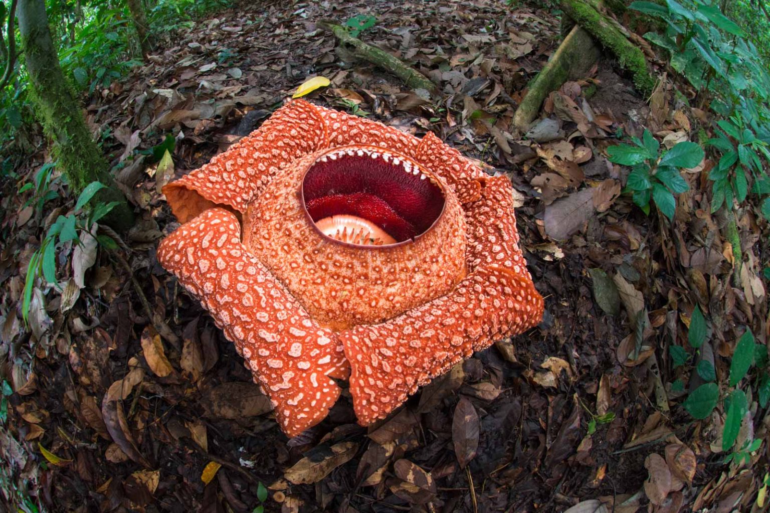 Rainforest Photography: A Guide to Lighting - Nature TTL