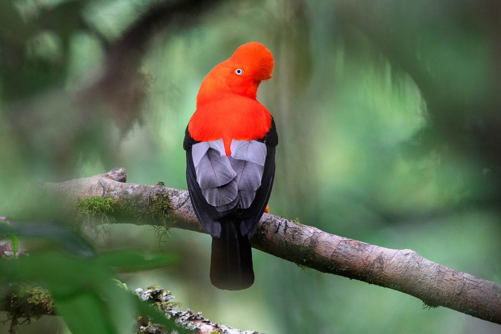 Rainforest Photography: A Guide to Lighting - Nature TTL