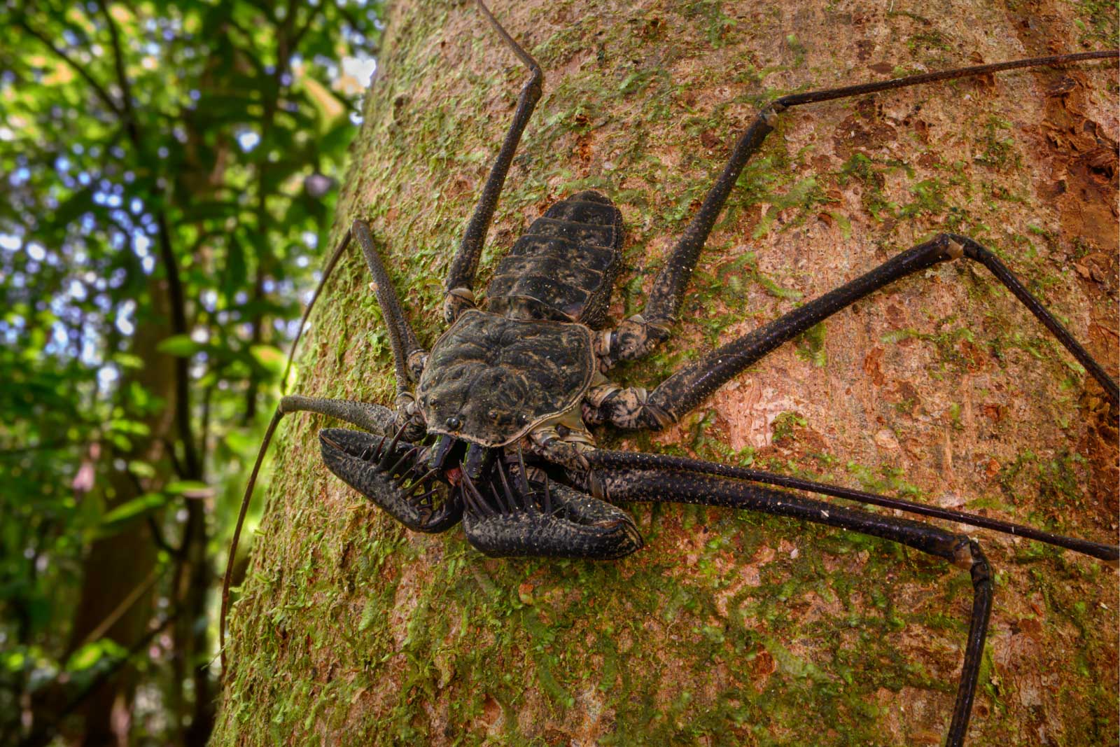 Rainforest Photography: A Guide to Lighting - Nature TTL
