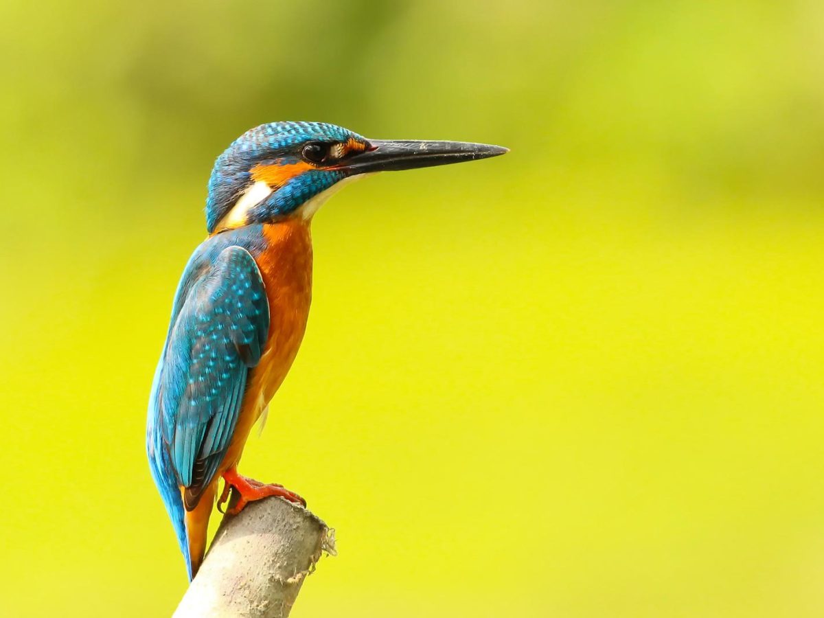 Why You Should Be Shooting in Raw - Nature TTL