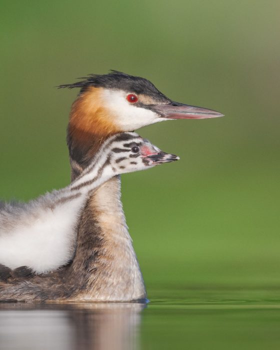 7 Best Places for Wildlife Photography in Denmark - Nature TTL