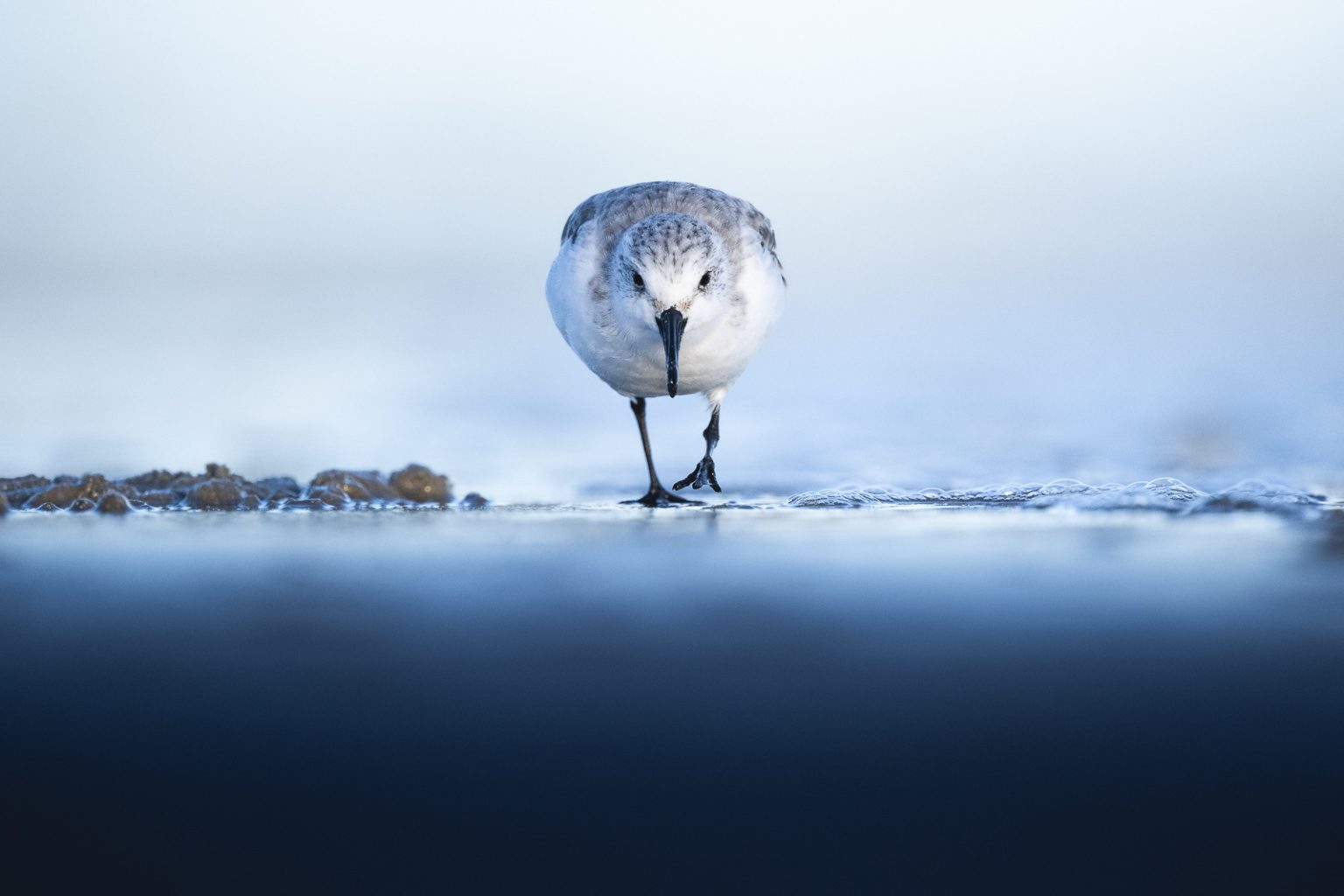 7 Best Places for Wildlife Photography in Denmark - Nature TTL