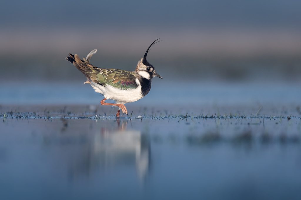 7 Best Places for Wildlife Photography in Denmark - Nature TTL