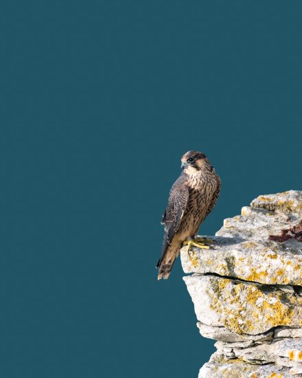 7 Best Places for Wildlife Photography in Denmark - Nature TTL