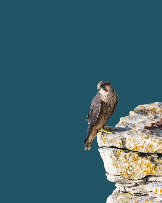 7 Best Places for Wildlife Photography in Denmark - Nature TTL