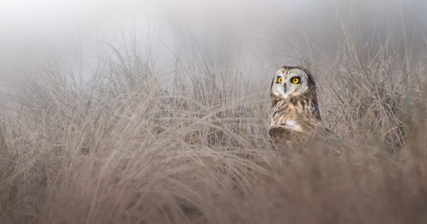 7 Best Places for Wildlife Photography in Denmark - Nature TTL