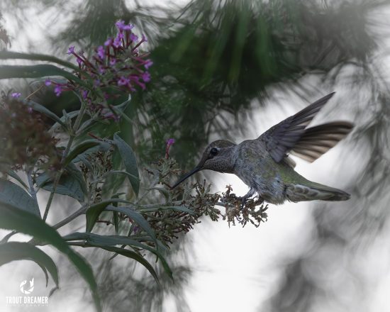 Weekly Photography Assignment: Streams - Nature TTL