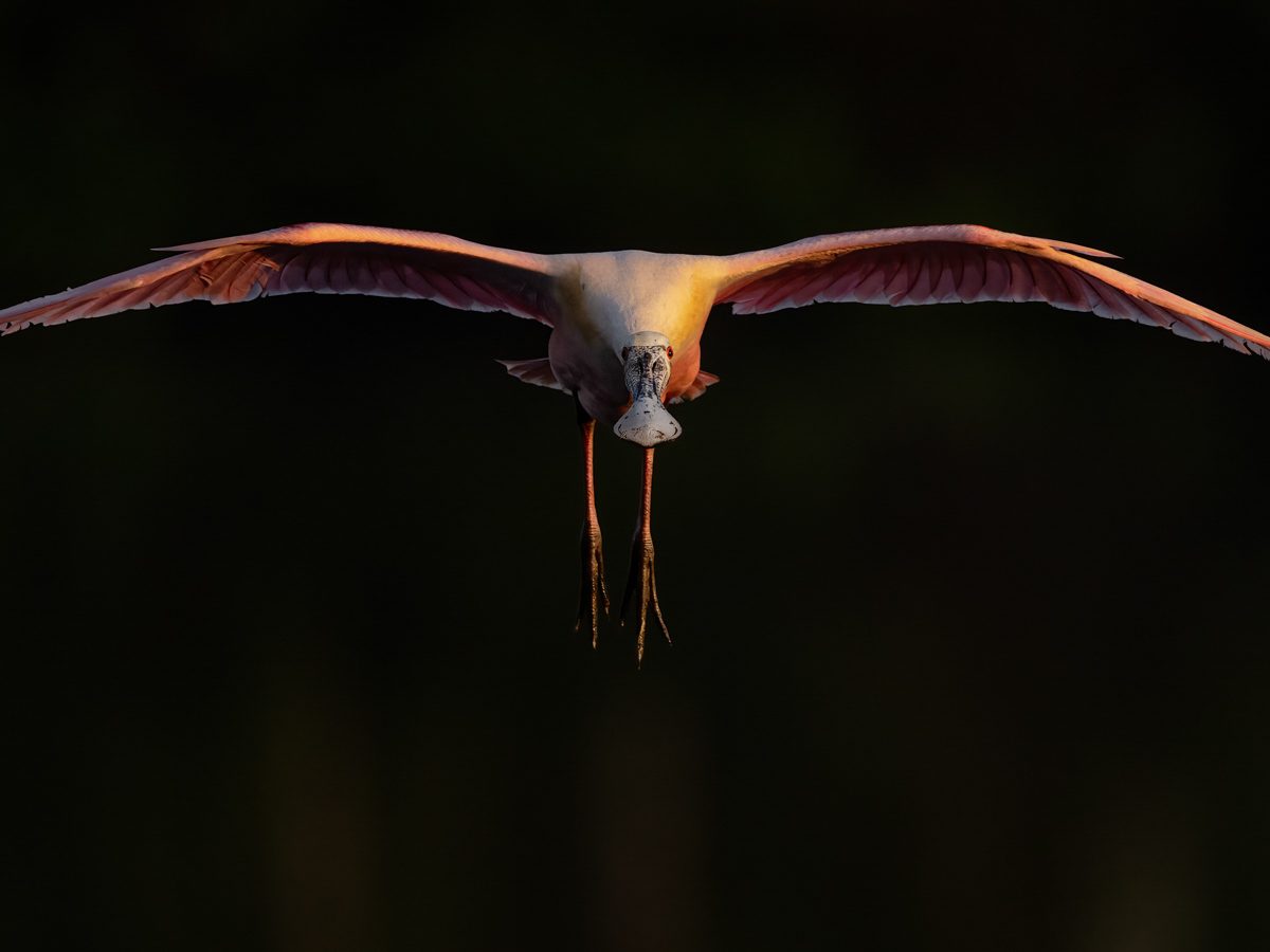 Infrared Photography Guide: The Invisible Light - Nature TTL