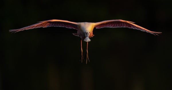 7 Ways to Capture Character in Bird Photography - Nature TTL
