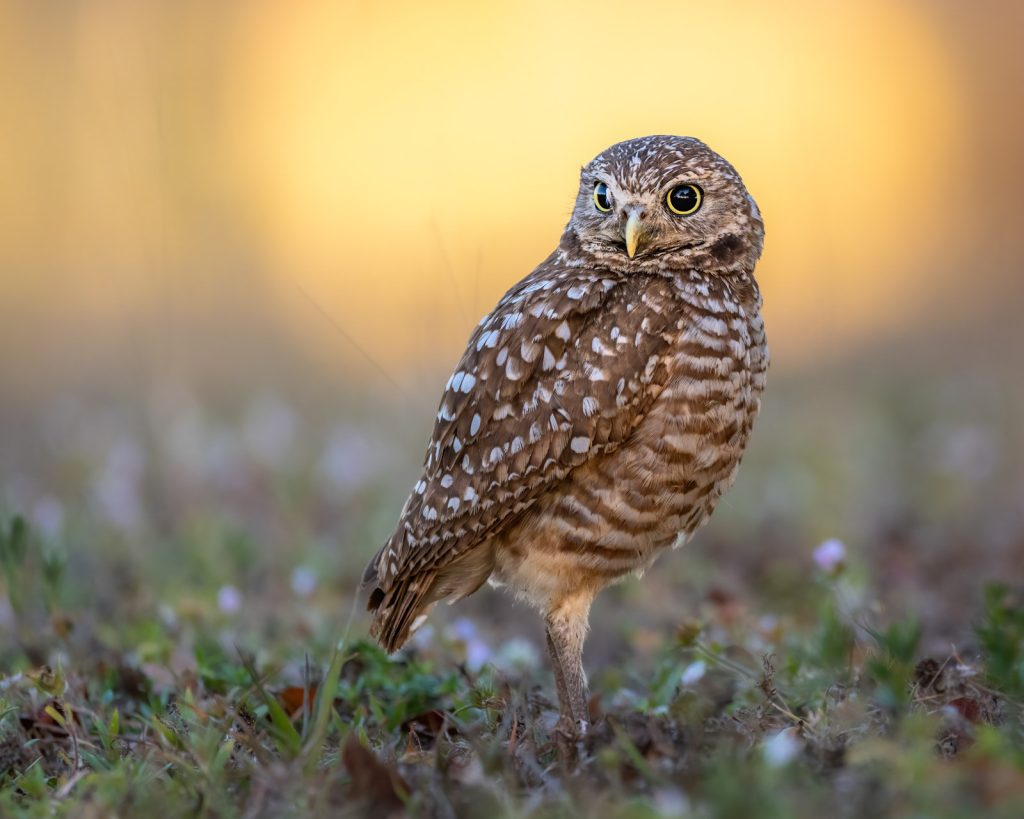 7 Ways to Capture Character in Bird Photography - Nature TTL