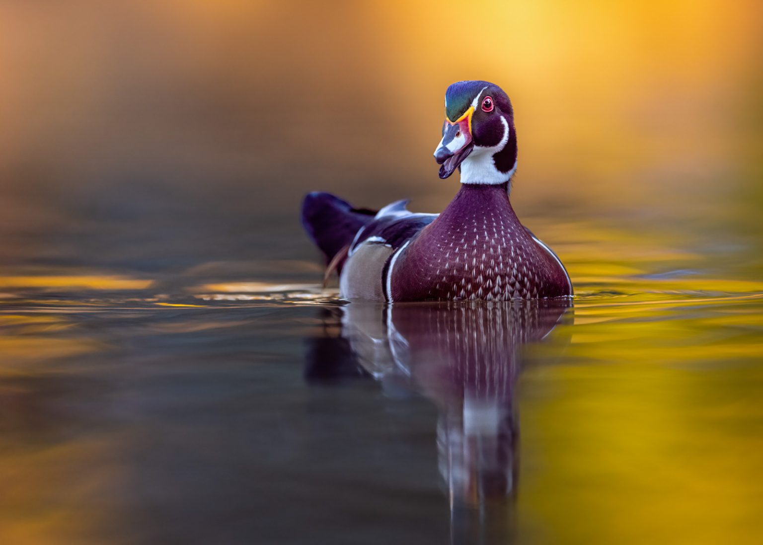 7 Ways to Capture Character in Bird Photography - Nature TTL