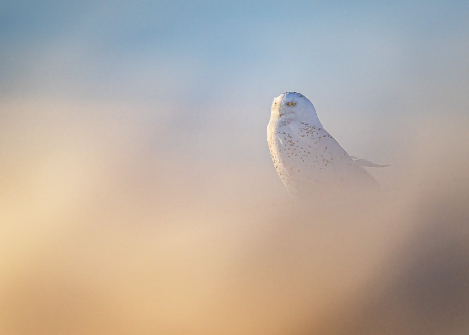 7 Ways to Capture Character in Bird Photography - Nature TTL