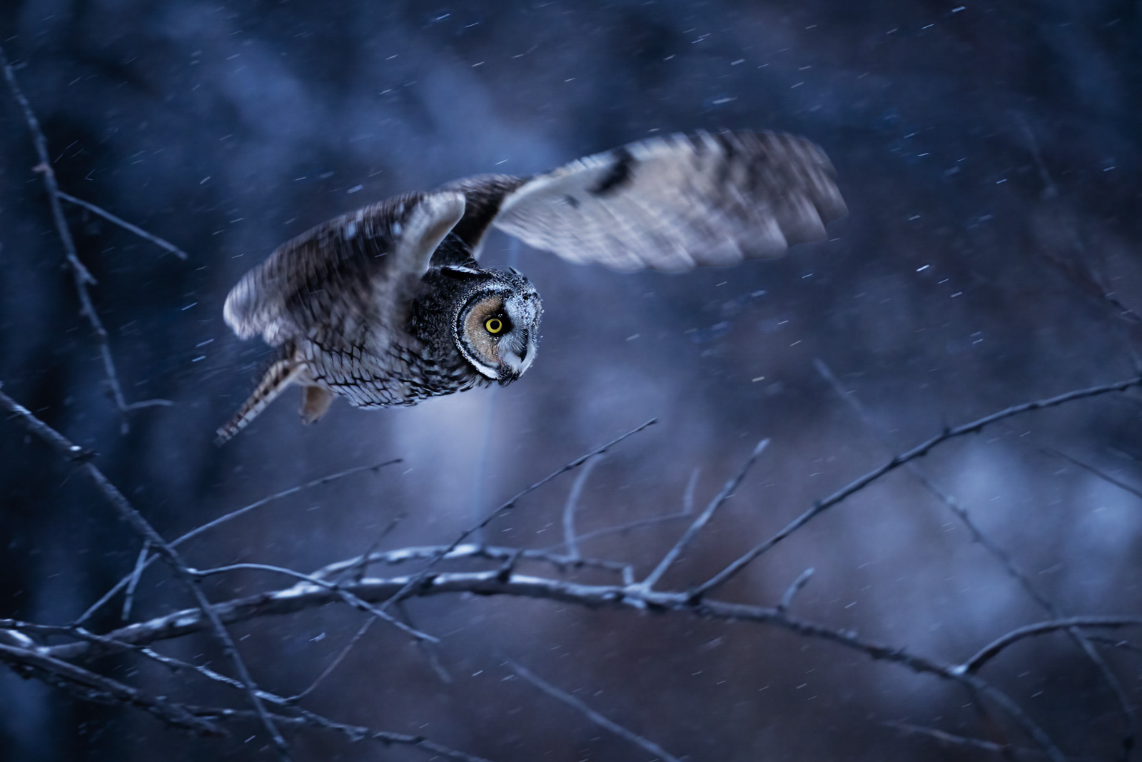 7 Ways to Capture Character in Bird Photography - Nature TTL