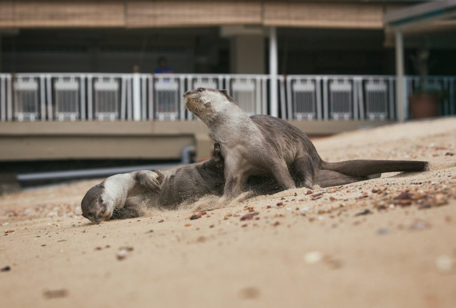 Singapore's Smooth-Coated Otters: An Urban Resurgence - Nature TTL
