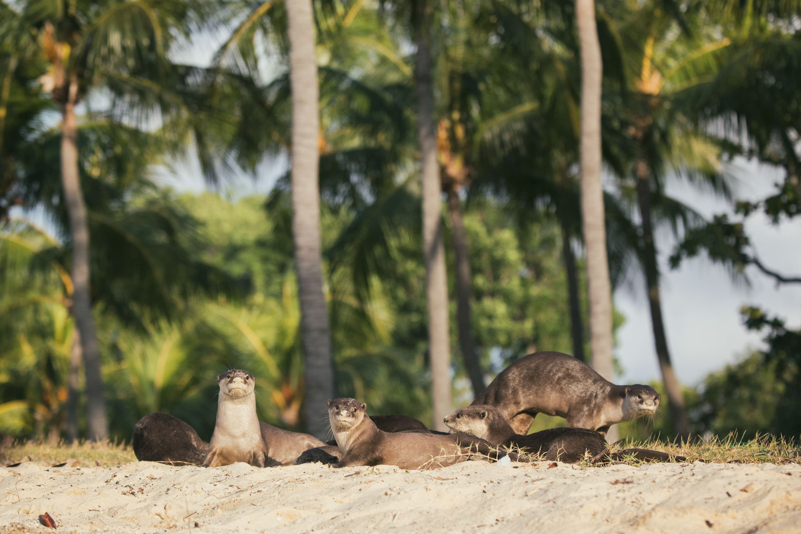 Singapore's Smooth-Coated Otters: An Urban Resurgence - Nature TTL