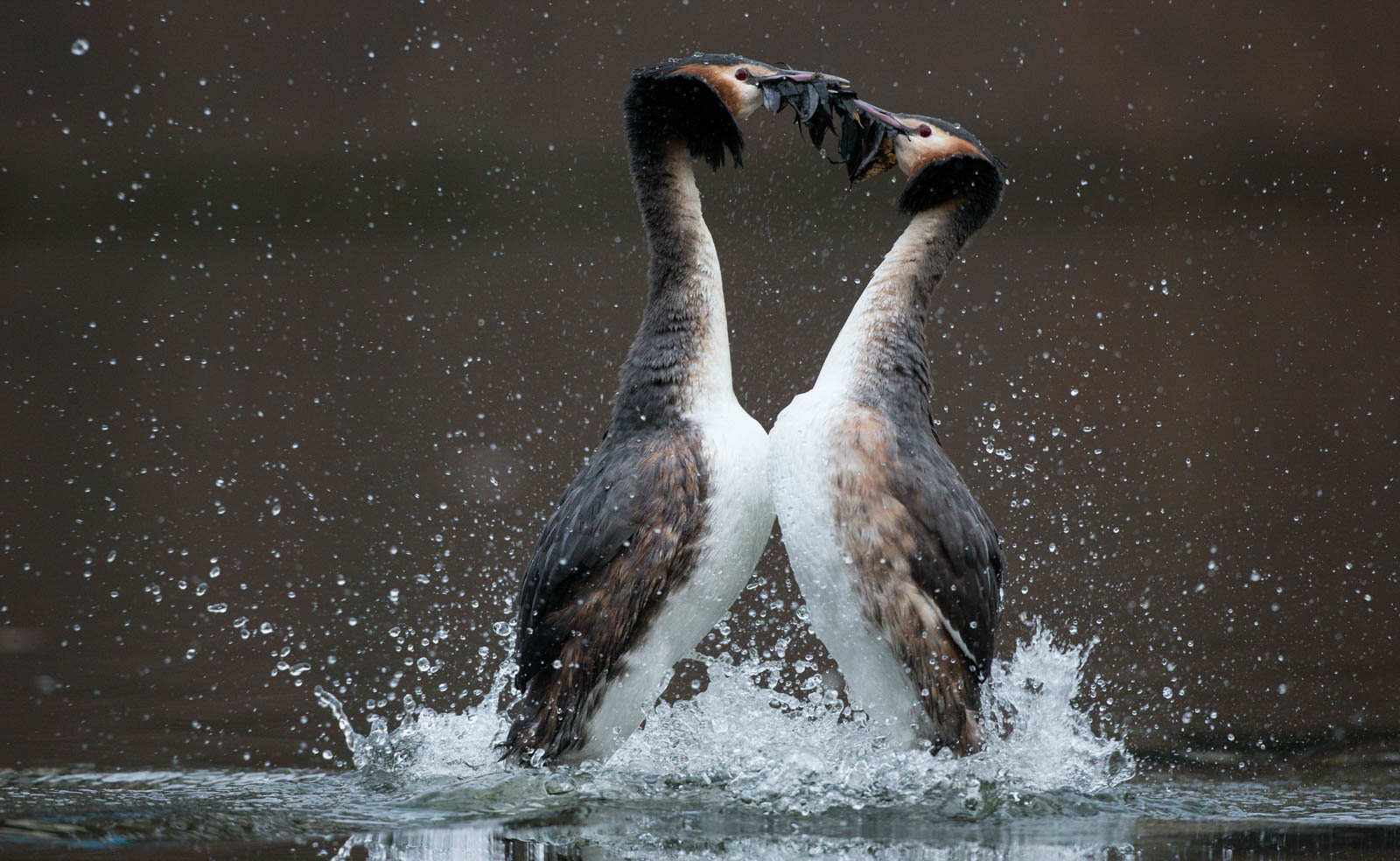 How to Create a Wildlife Photography Portfolio - Nature TTL