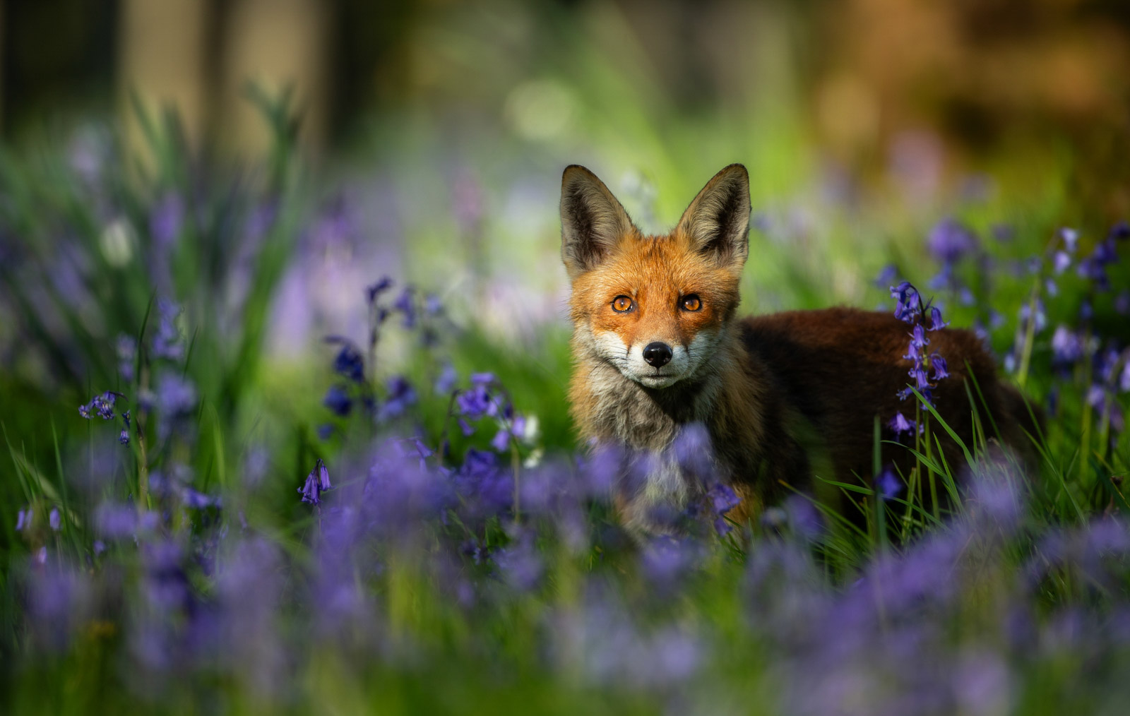 How to Create a Wildlife Photography Portfolio - Nature TTL
