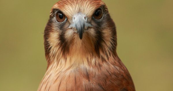 Weekly Photography Assignment: Animal Faces - Nature TTL