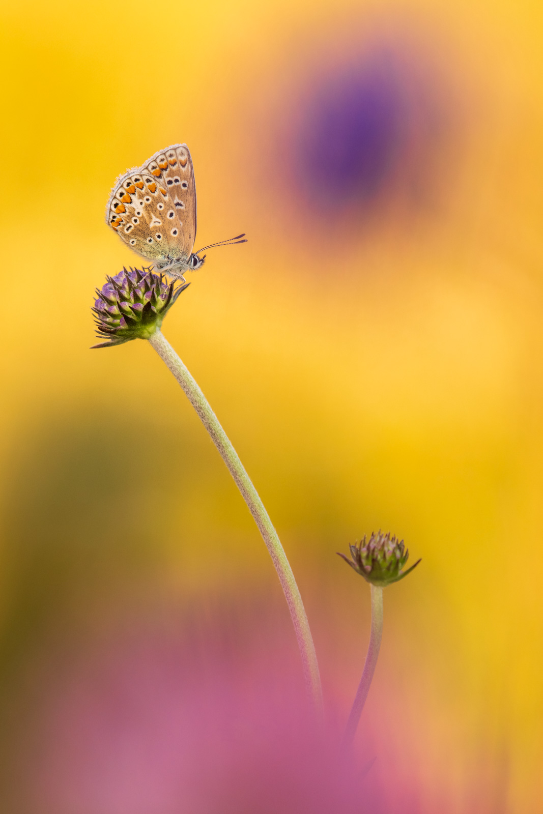 What's the Best Camera for Macro Photography in 2024? - Nature TTL