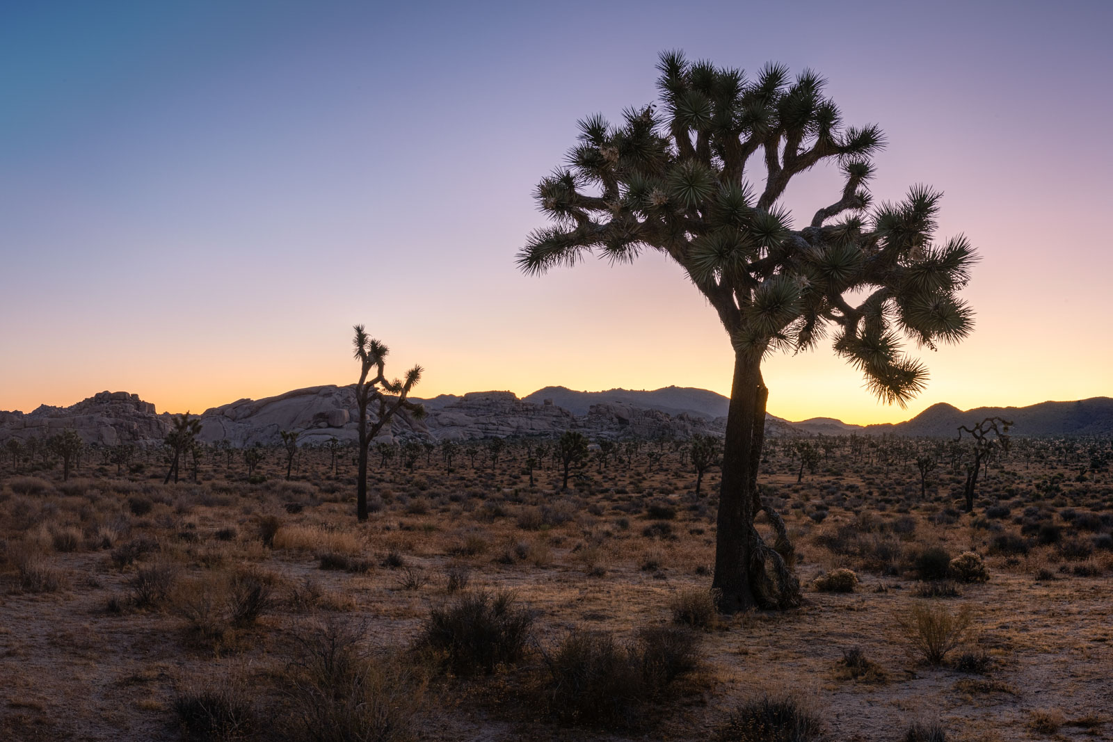 Joshua Tree Sunrise Photography Guide - Nature TTL