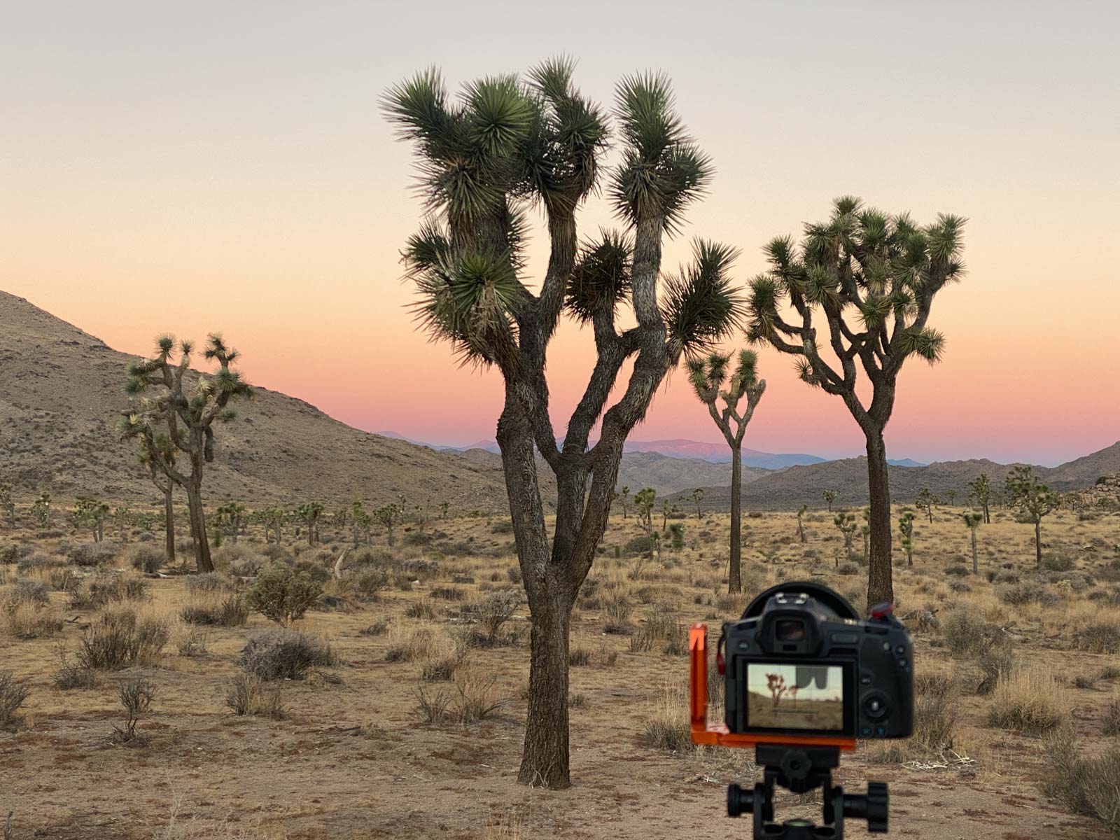 Joshua Tree Sunrise Photography Guide - Nature TTL