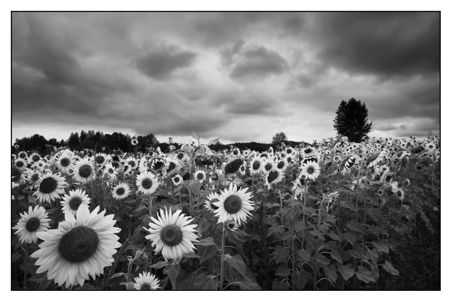 Weekly Photography Assignment: Colours - Nature TTL