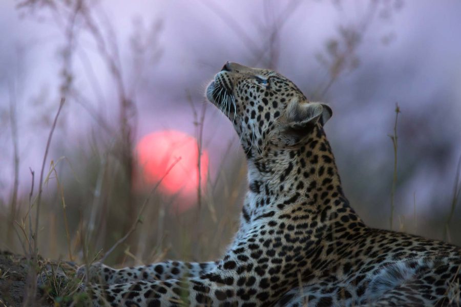 Remembering Leopards: Book Paves the Way to Protecting an Iconic ...