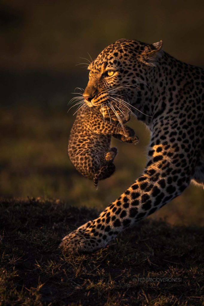 Remembering Leopards: Book Paves the Way to Protecting an Iconic ...