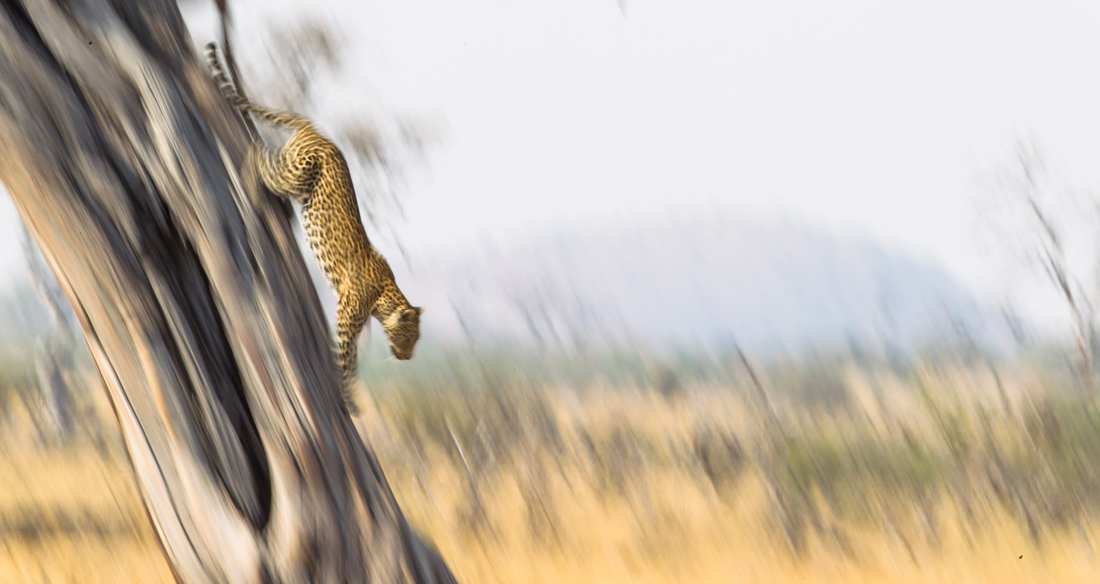 Remembering Leopards: Book Paves the Way to Protecting an Iconic ...