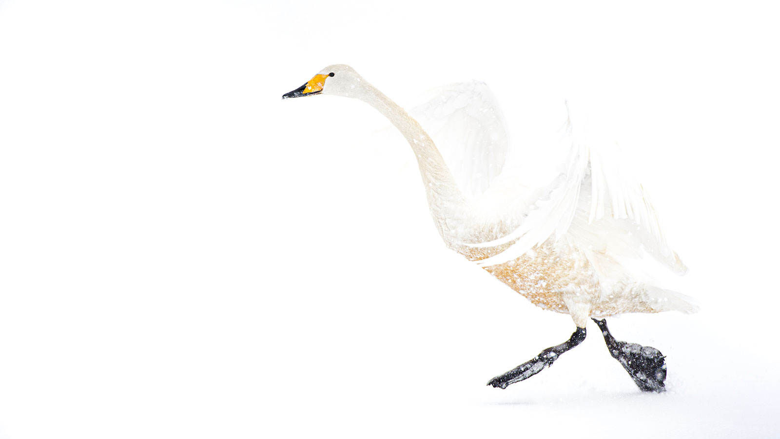 Weekly Photography Assignment: Wildlife Action - Nature TTL