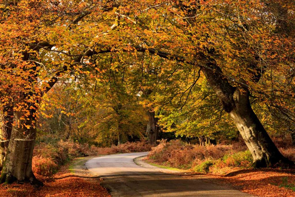 8 Best Places for Autumn Landscape Photography in the UK - Nature TTL