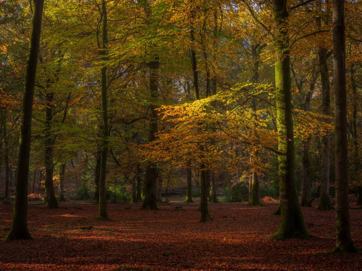 8 Best Places for Autumn Landscape Photography in the UK - Nature TTL