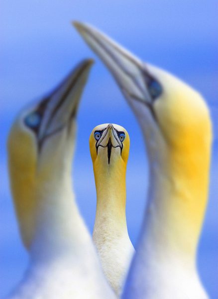Landscape vs Portrait Orientation in Nature Photography - Nature TTL