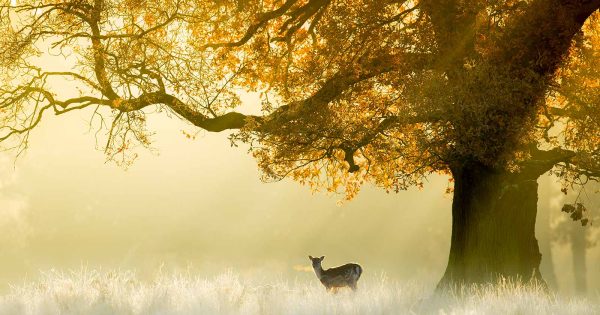 Landscape vs Portrait Orientation in Nature Photography - Nature TTL