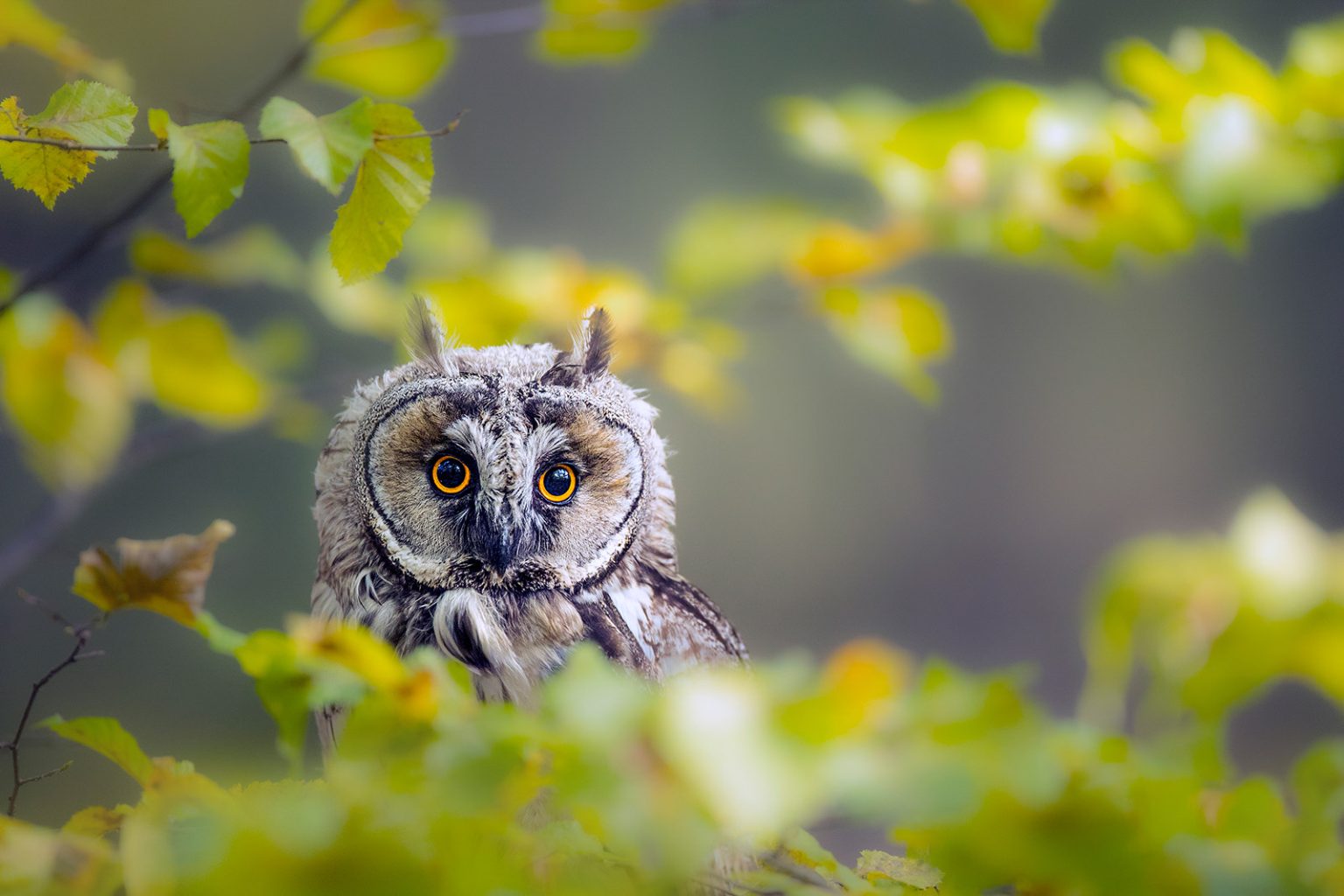 Landscape vs Portrait Orientation in Nature Photography - Nature TTL