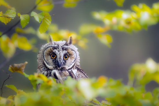 Landscape vs Portrait Orientation in Nature Photography - Nature TTL