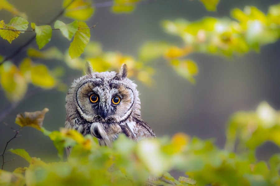 Landscape vs Portrait Orientation in Nature Photography - Nature TTL